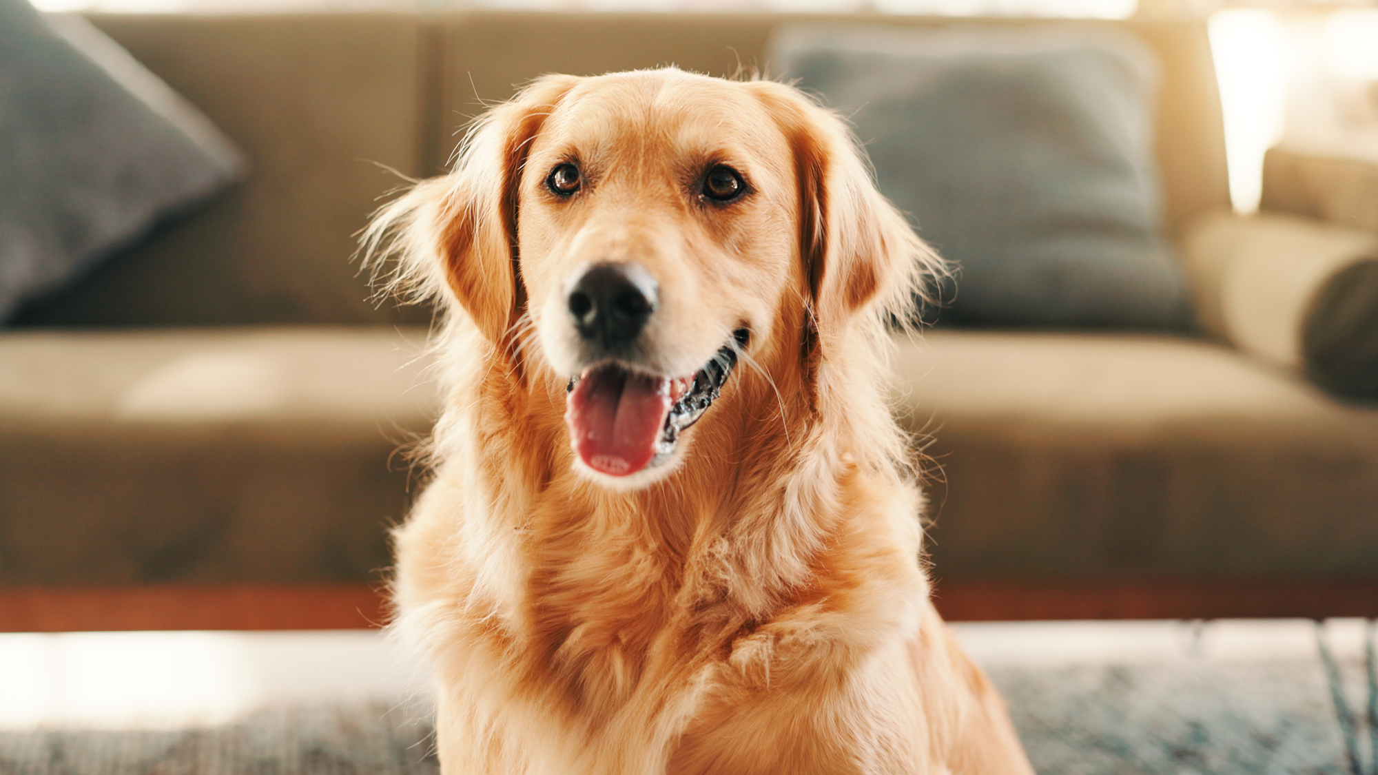 Top 10 Tips for Aspiring Pet Photographers | B&H eXplora