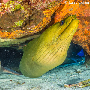 Underwater Photography | B&H Photo Video
