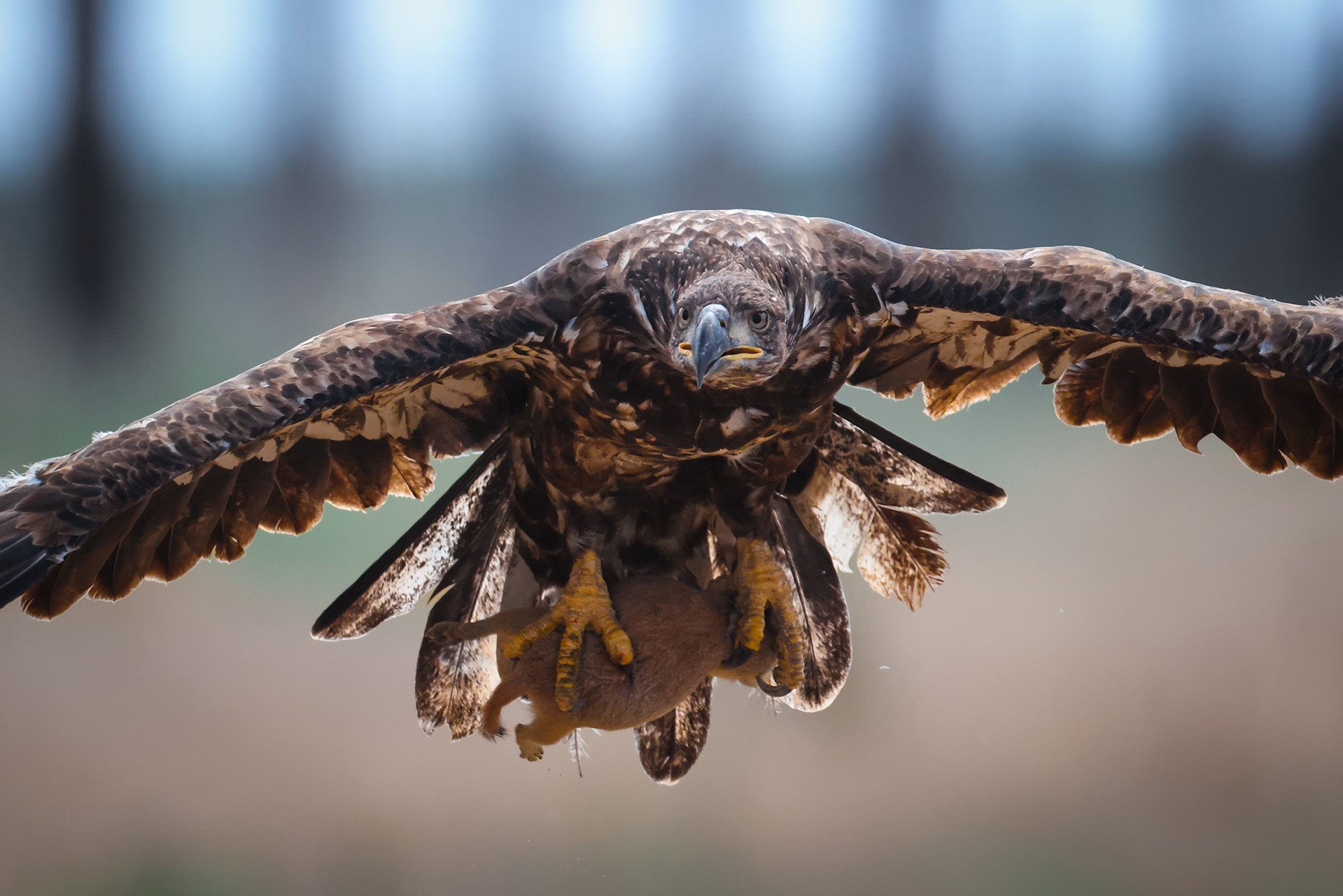 Canon EOS R5 Mark II In Use Sports And Wildlife Photography B H EXplora Canon EOS R5 Mark II In Use Sports And Wildlife Photography B H EXplora