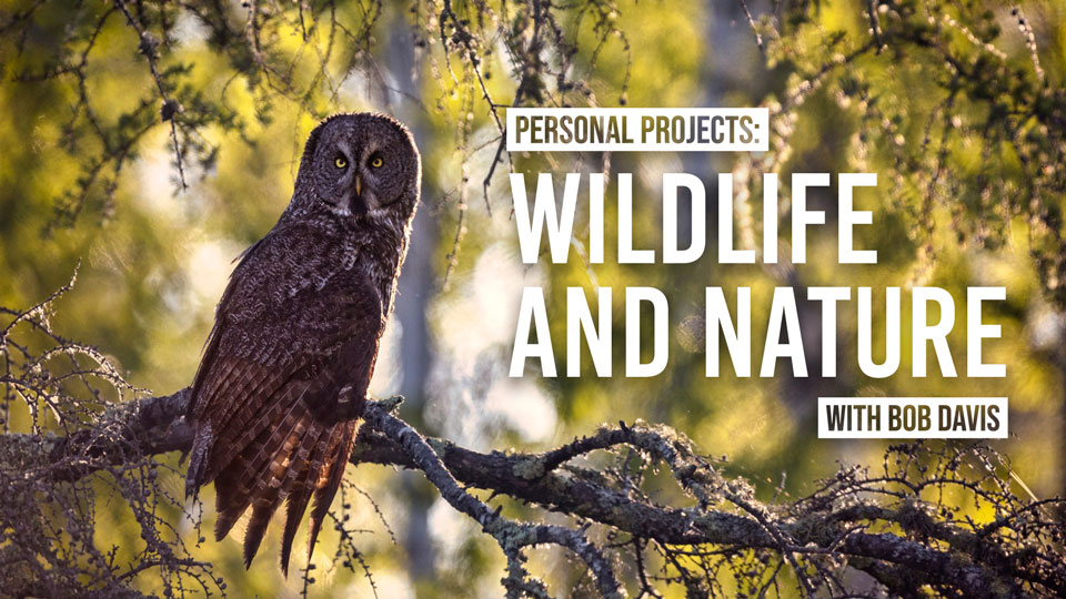 Personal Projects: Wildlife and Nature, with Bob Davis | B&H eXplora