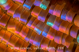 Close-Up and Macro Photography, Part IV: More About Advanced Techniques ...